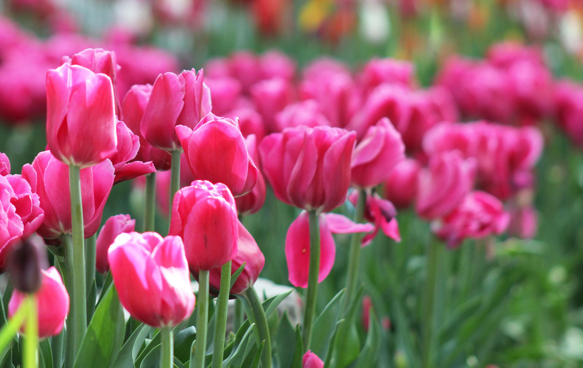 Il TuliPark Day 2026 arriva a Valmontone questo weekend con 10.000 ...